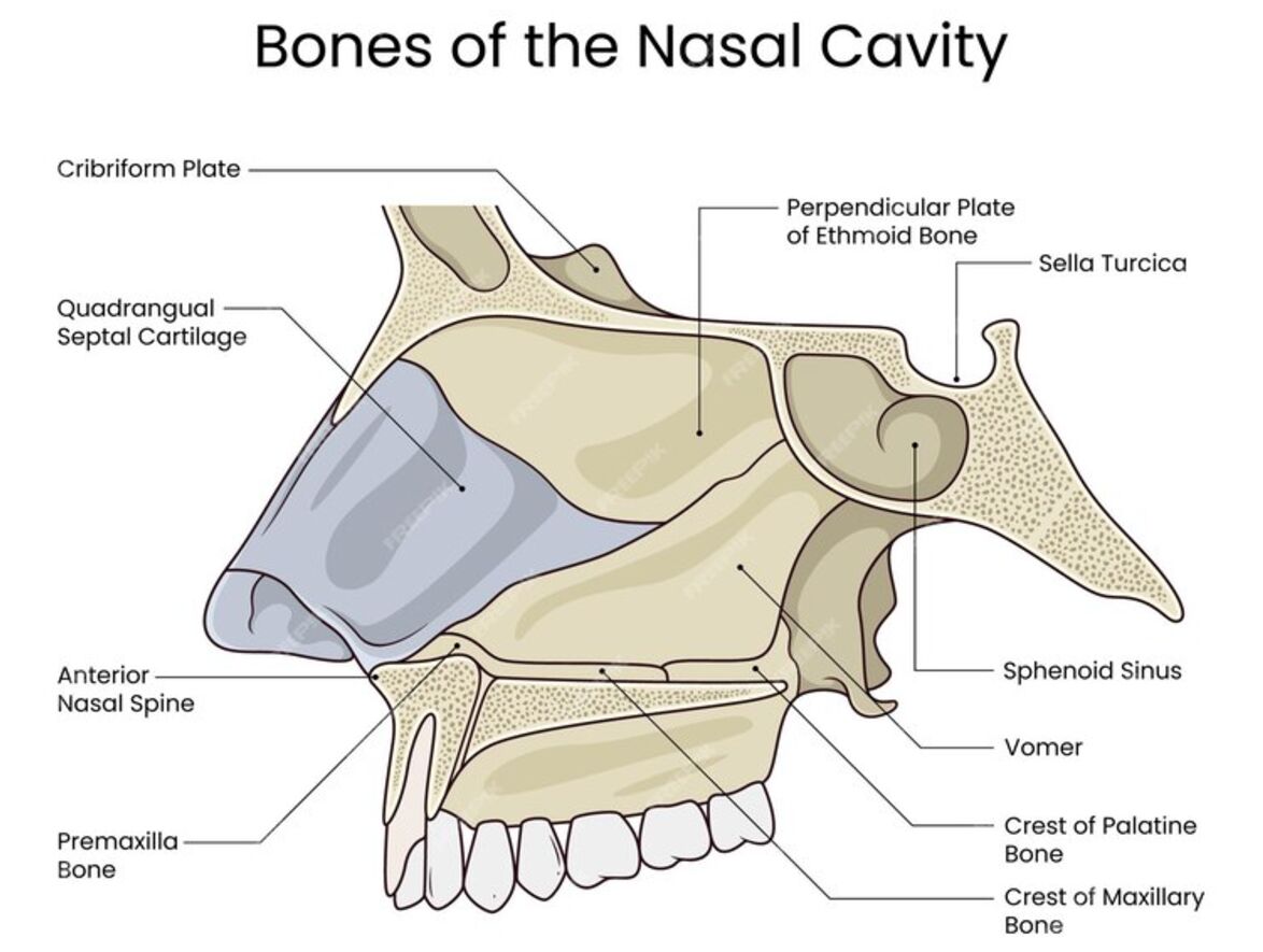 Bones of the nasal cavity anatomical structure - Overseas Doctor